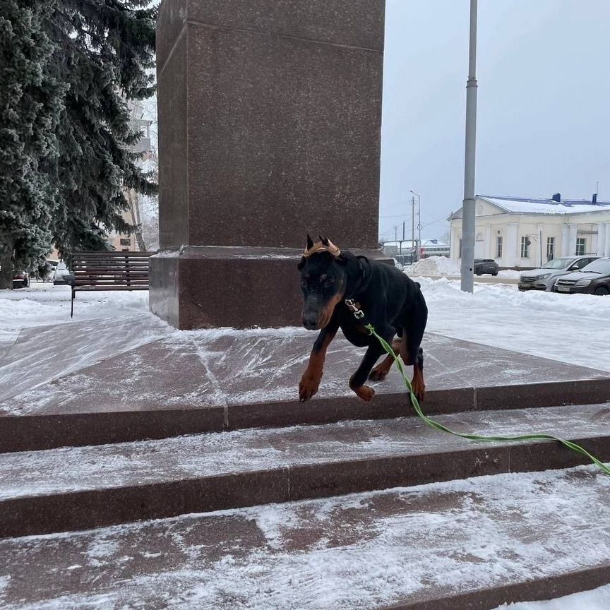 Доберман в добрые руки