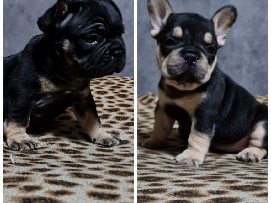 Два мальчика французика