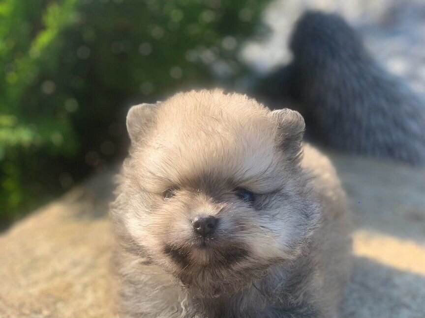 Щенки Шпица