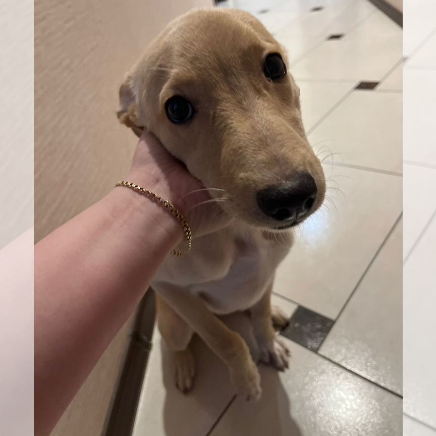 Щенок в добрые руки