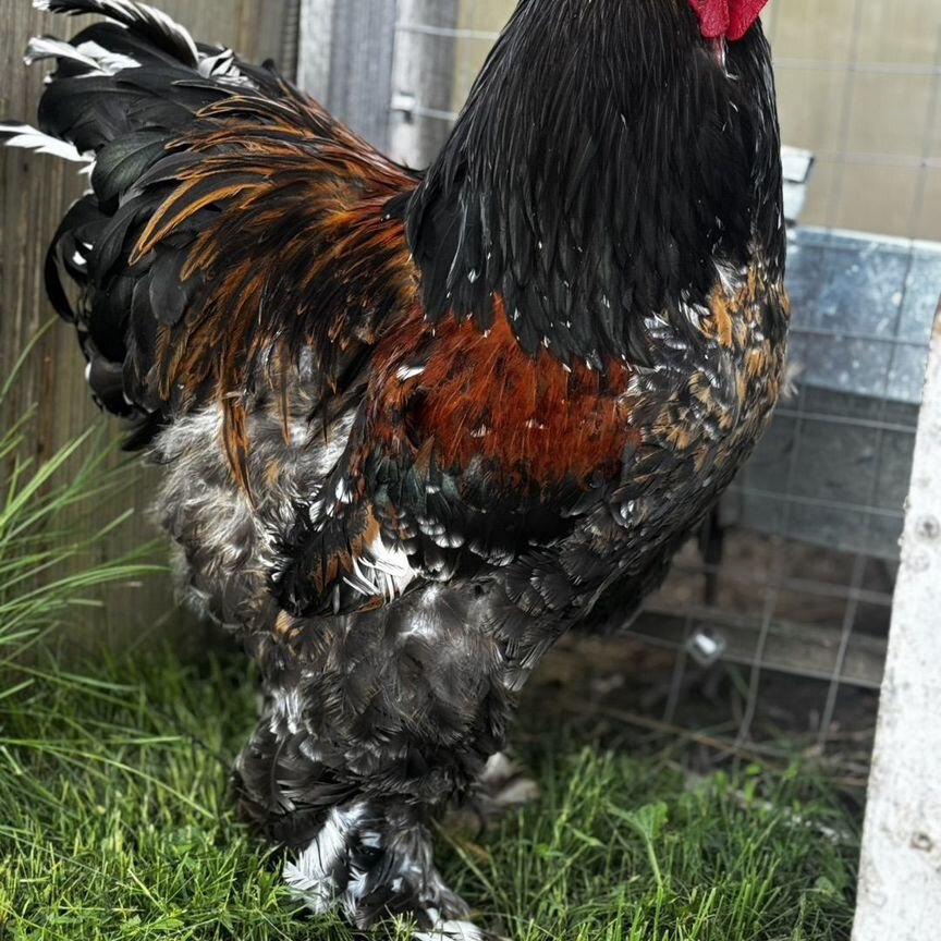 Семья брама порцелян