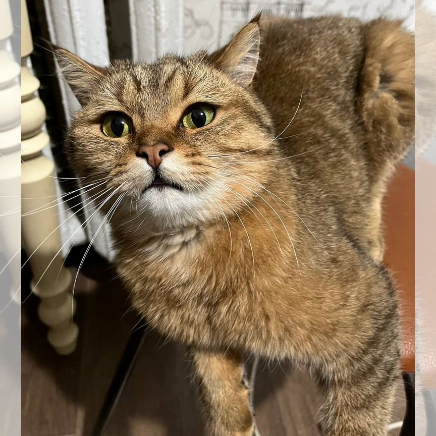 Шотландский прямоухий длинношёрстный кот, взрослый