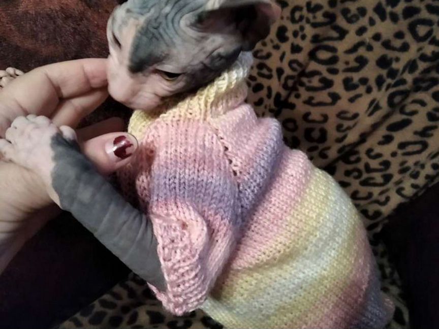 Одежда для животных