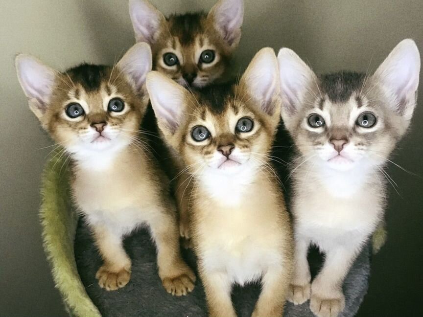 Абиссинские котята