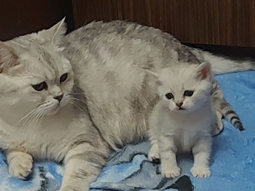 Шотландские котята