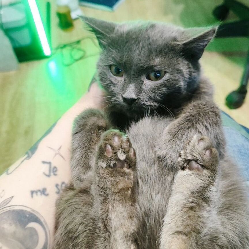 Котик Маркиз