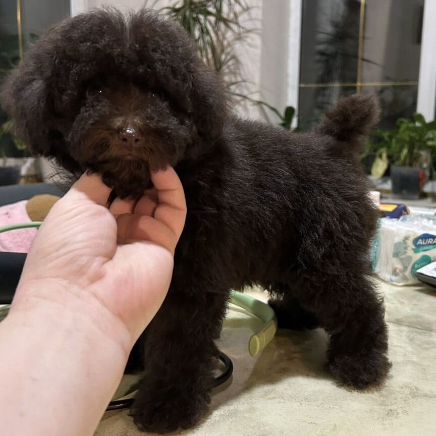 Той-пудель, щенок