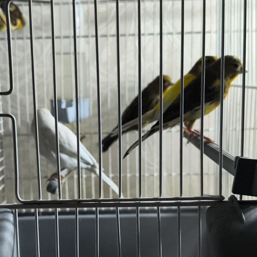 Певчие птицы