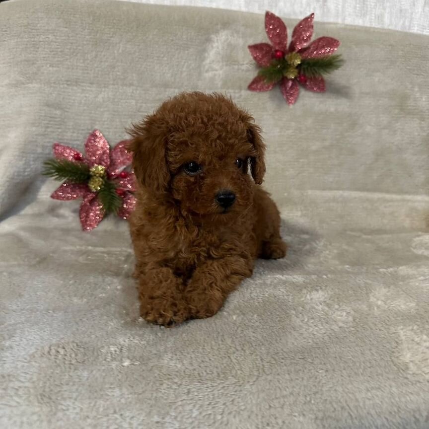 Пудель, щенок