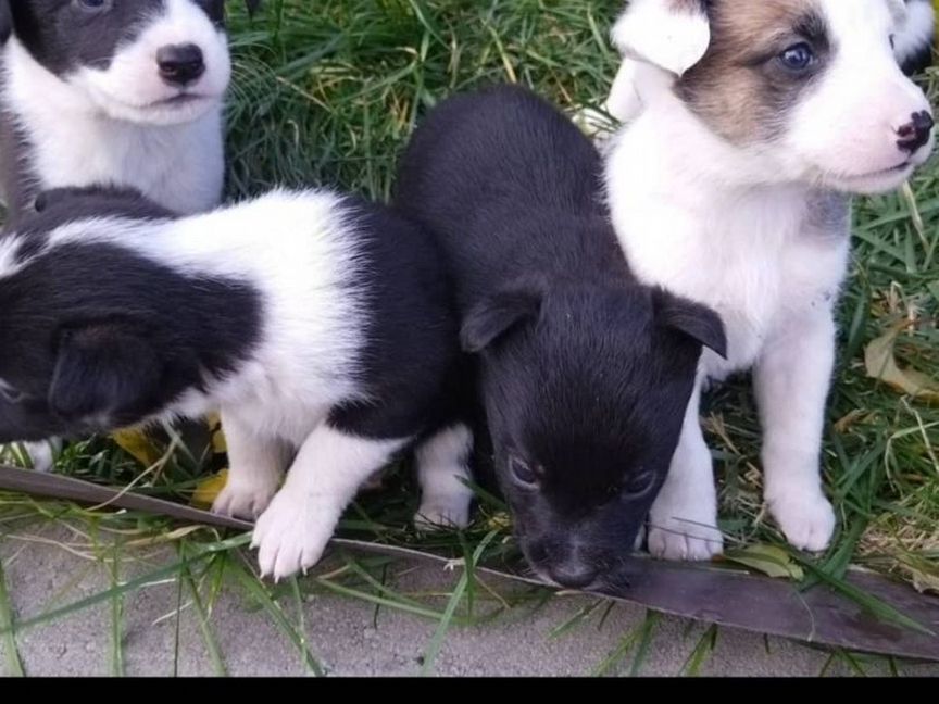 Замечательные щенки