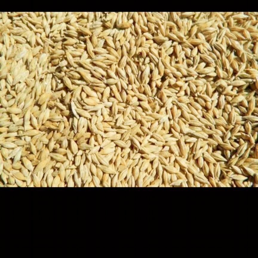 Чистый ячмень