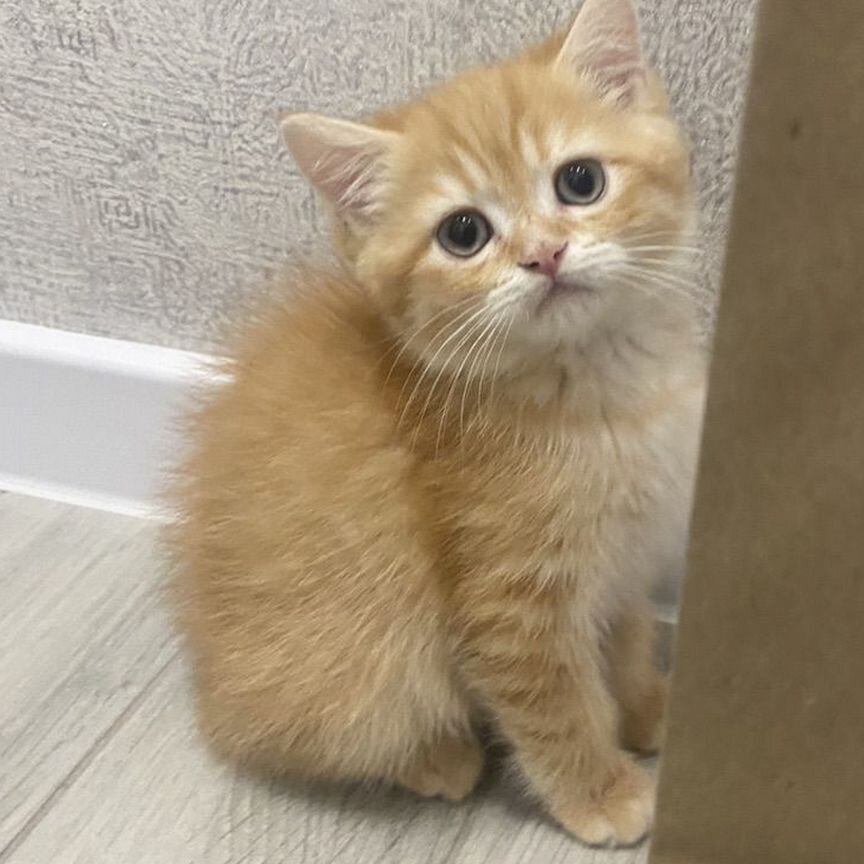 Шотландский котенок скоттиш страйт