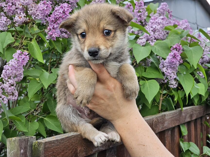 Щенок Лисёнок 1,5 мес Среднего размера Привезу