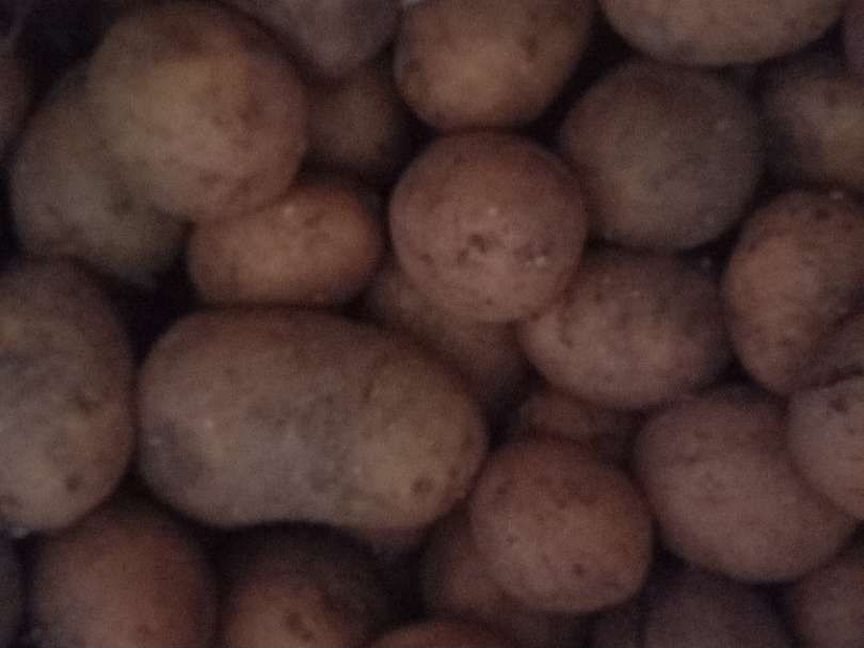 Продам картофель на корм скоту