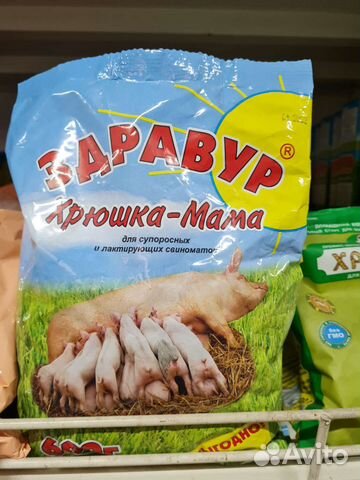 Здравур Хрюшка мама купить в Ульяновске | Животные и зоотовары | Авито