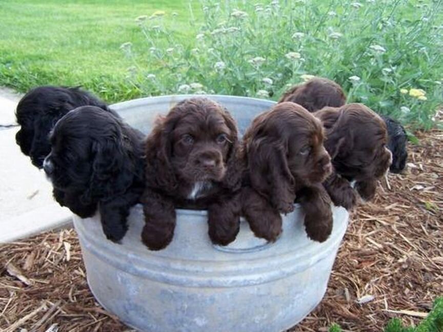 Спаниельки