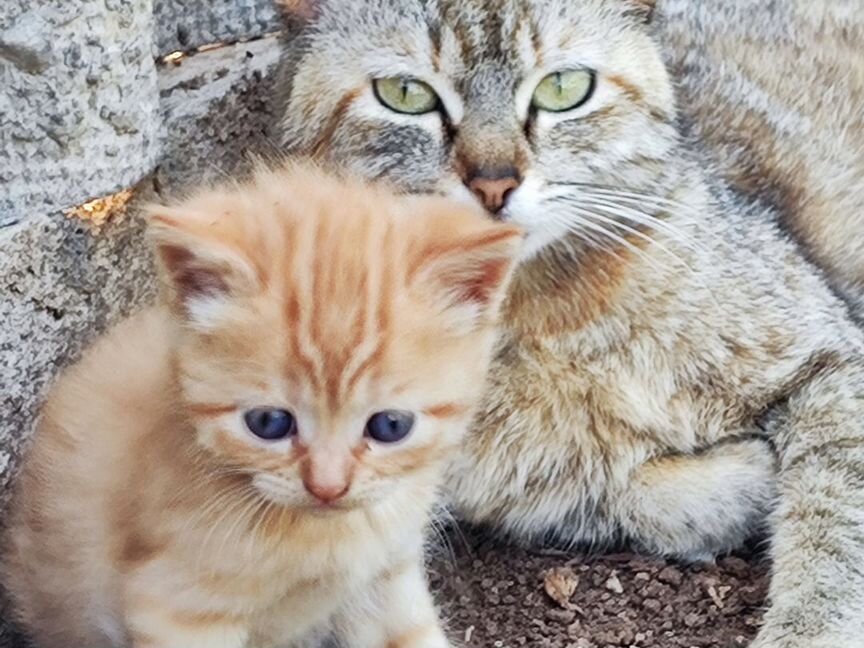 Котята в добрые руки