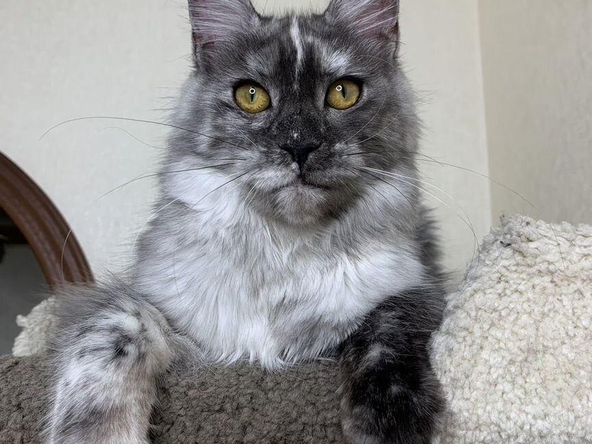 Котенок мейнкун, девочка