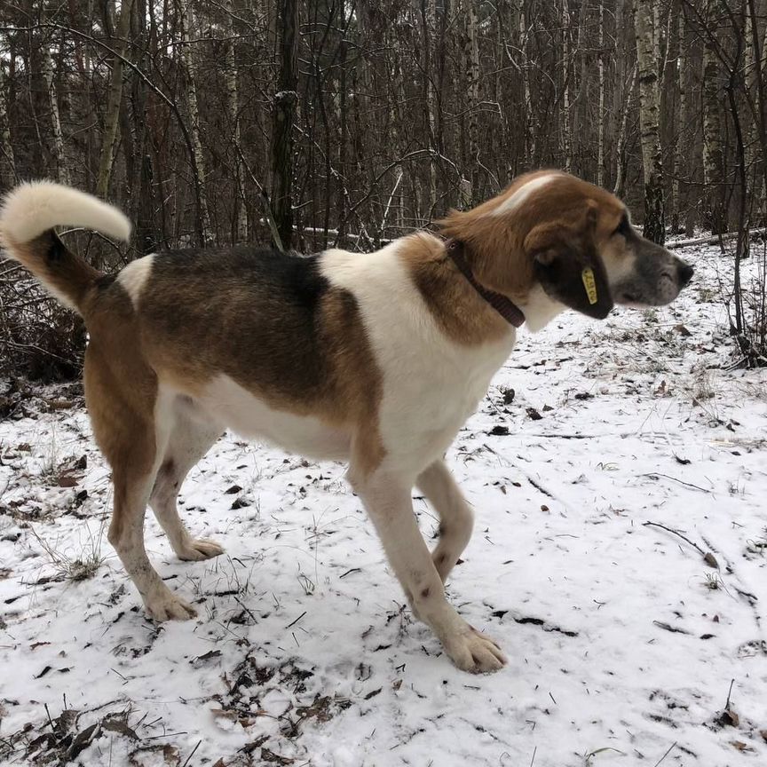 Бобик ищет дом