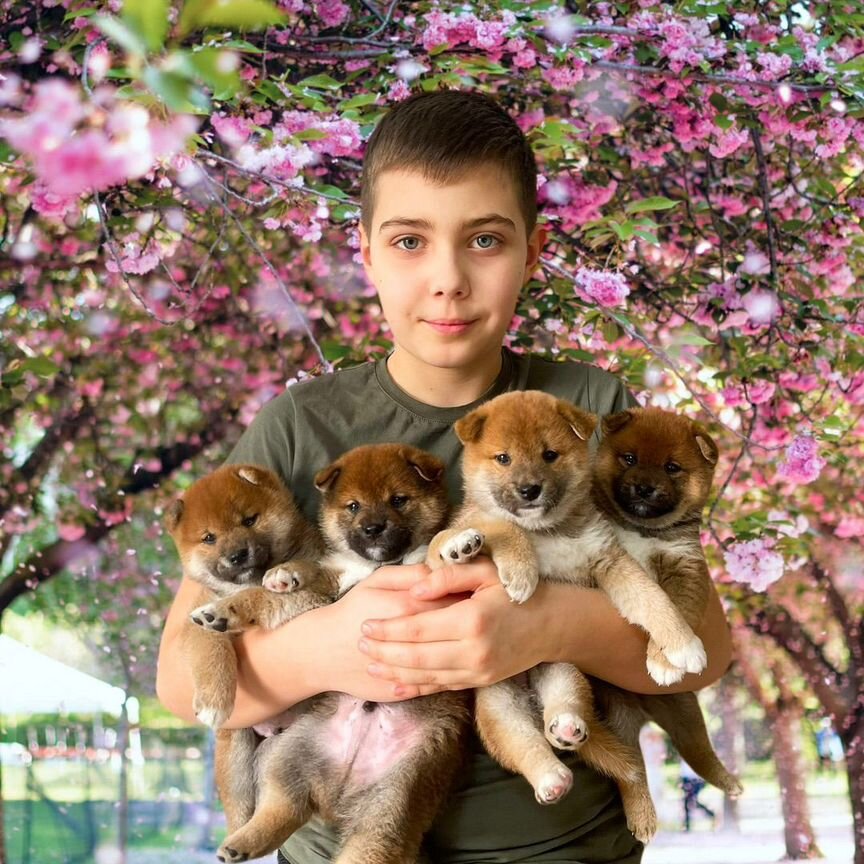 Японские пирожочки