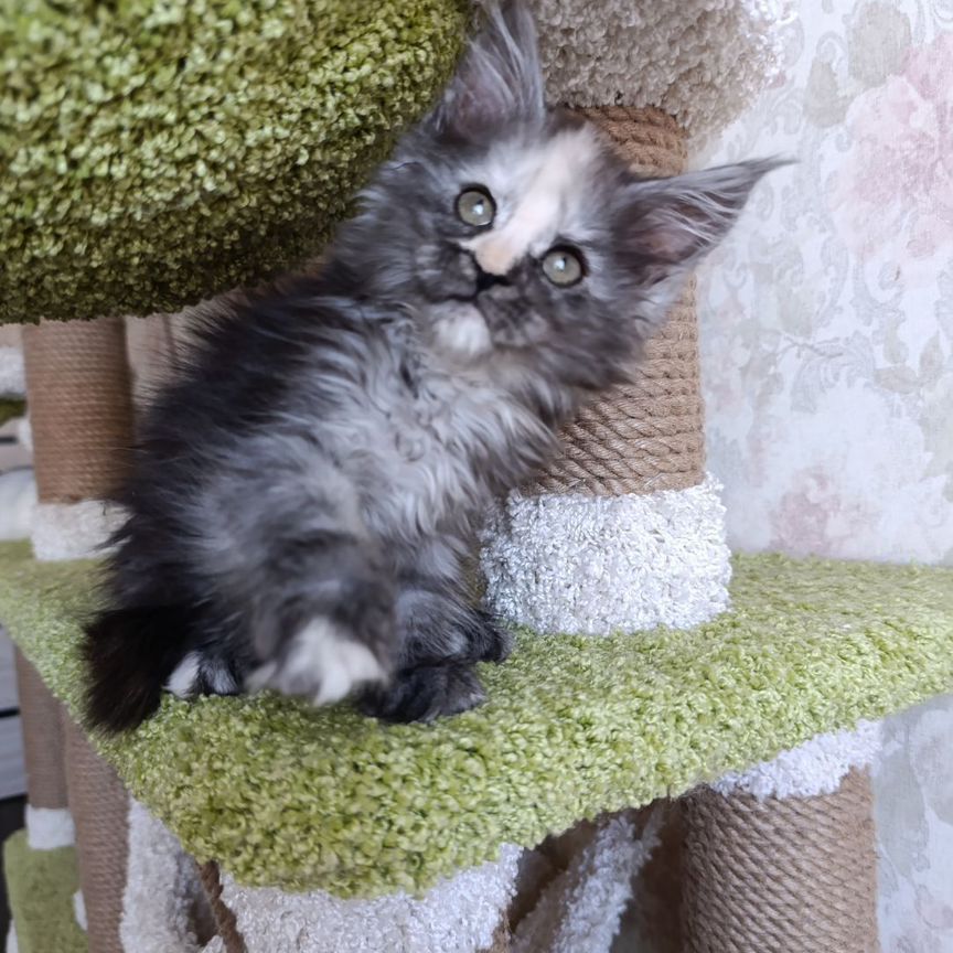 Котята мейн-кун