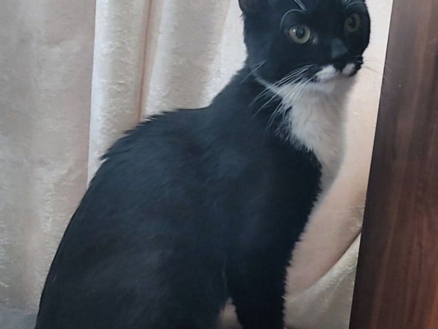 Малыш Тобик