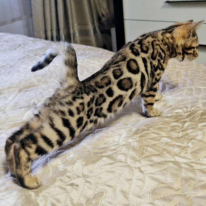 Бенгальская