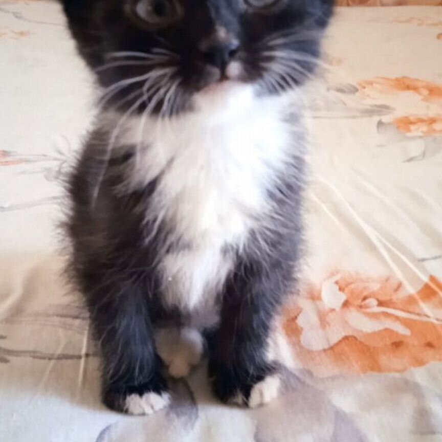 Котенок Бусенка