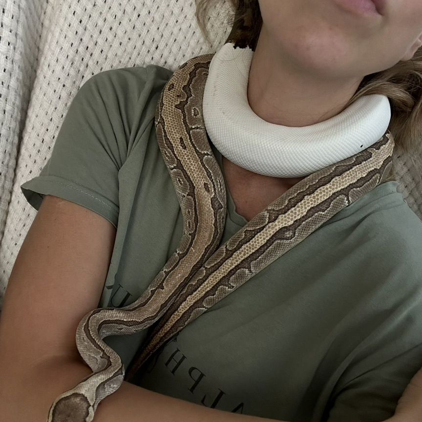 Террариум для рептилий бу