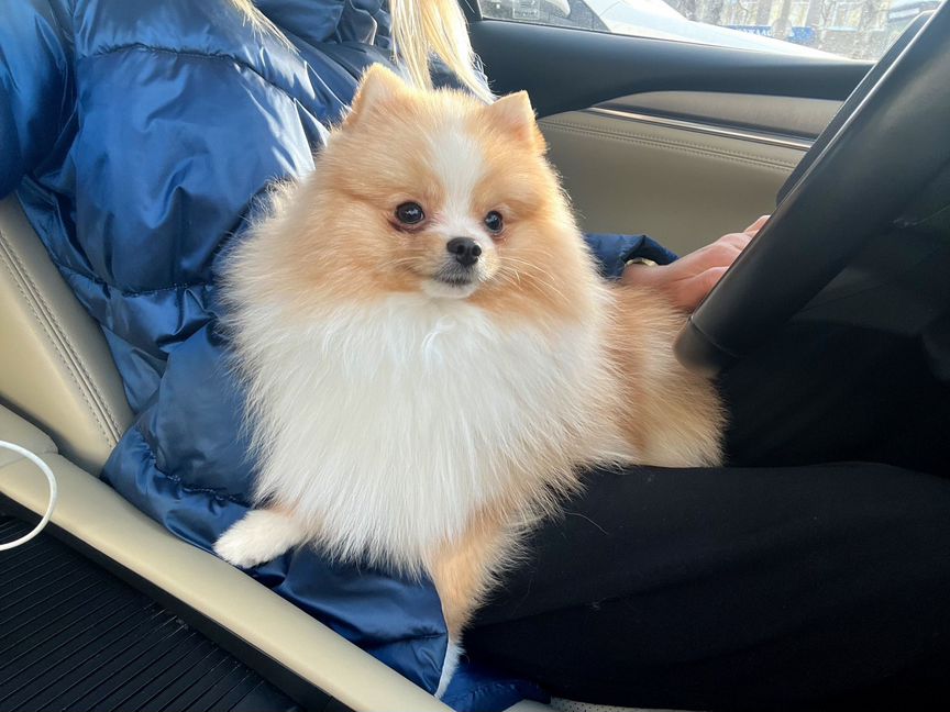 Померанский шпиц вязка кобель