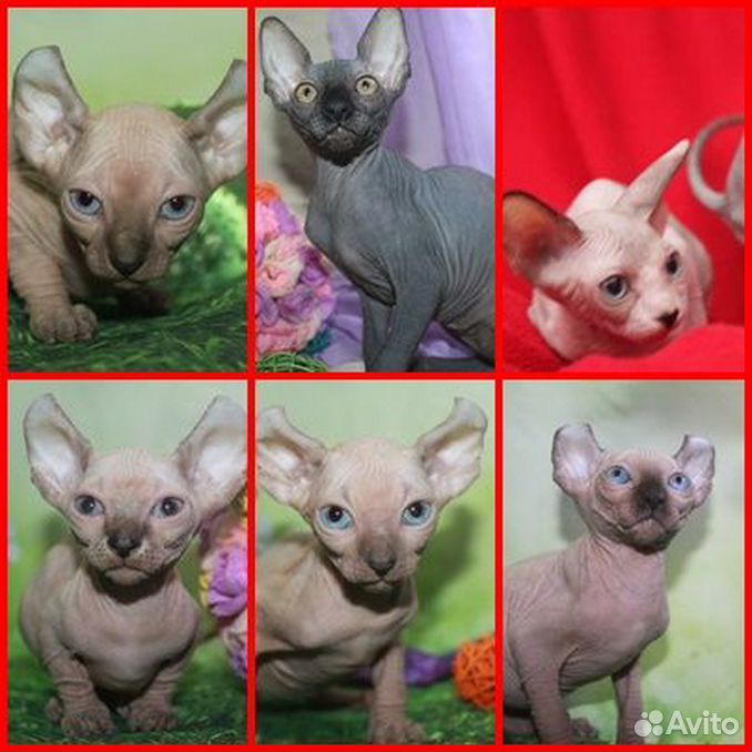 Сфинксы,Эльфы,Двельфы