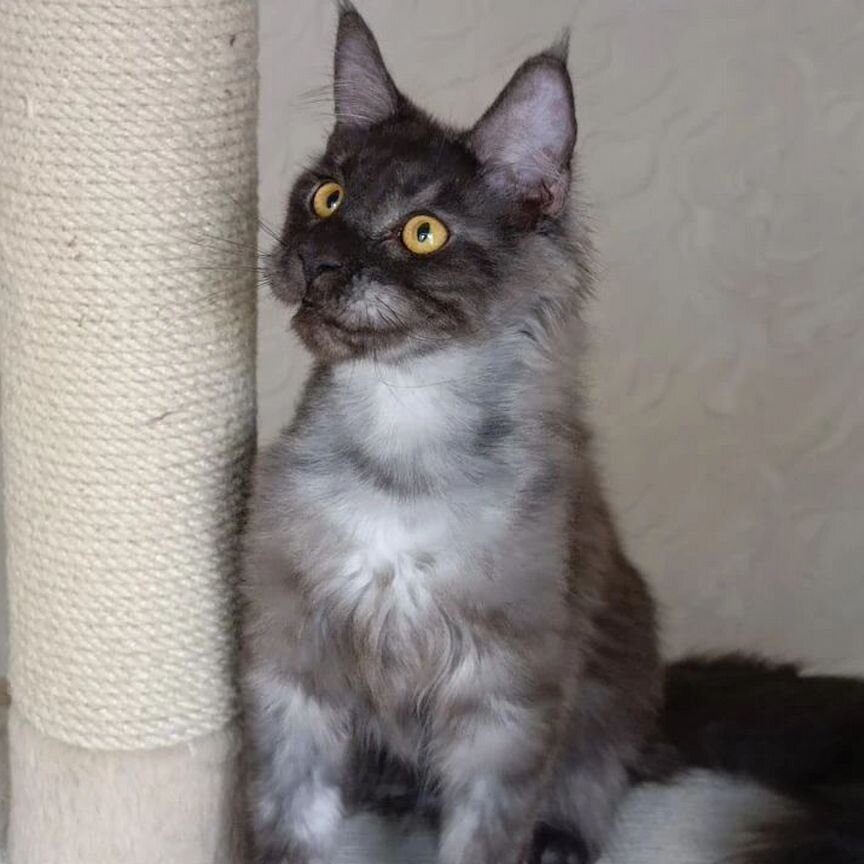 Мейн-кун котёнок