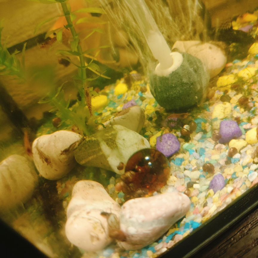 Аквариумные креветки