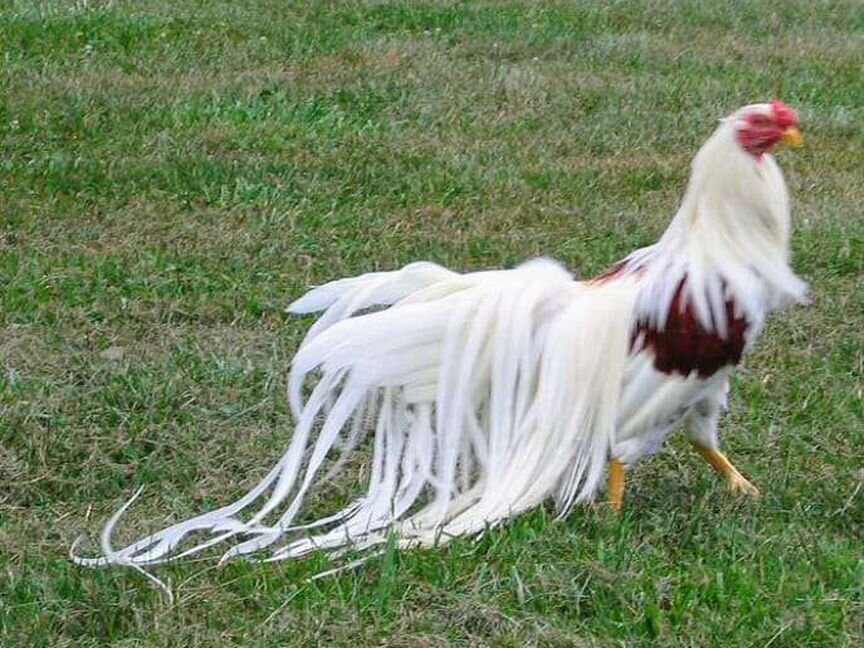 Куры Йокогама
