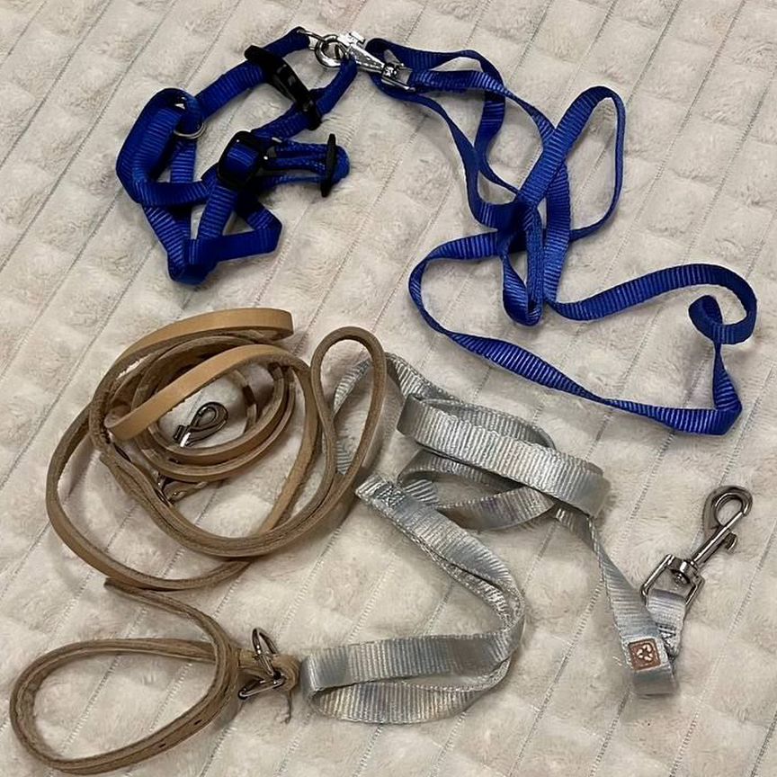 Поводки для собак