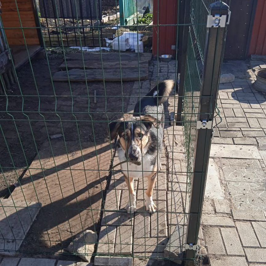 Собака кобель 1 год