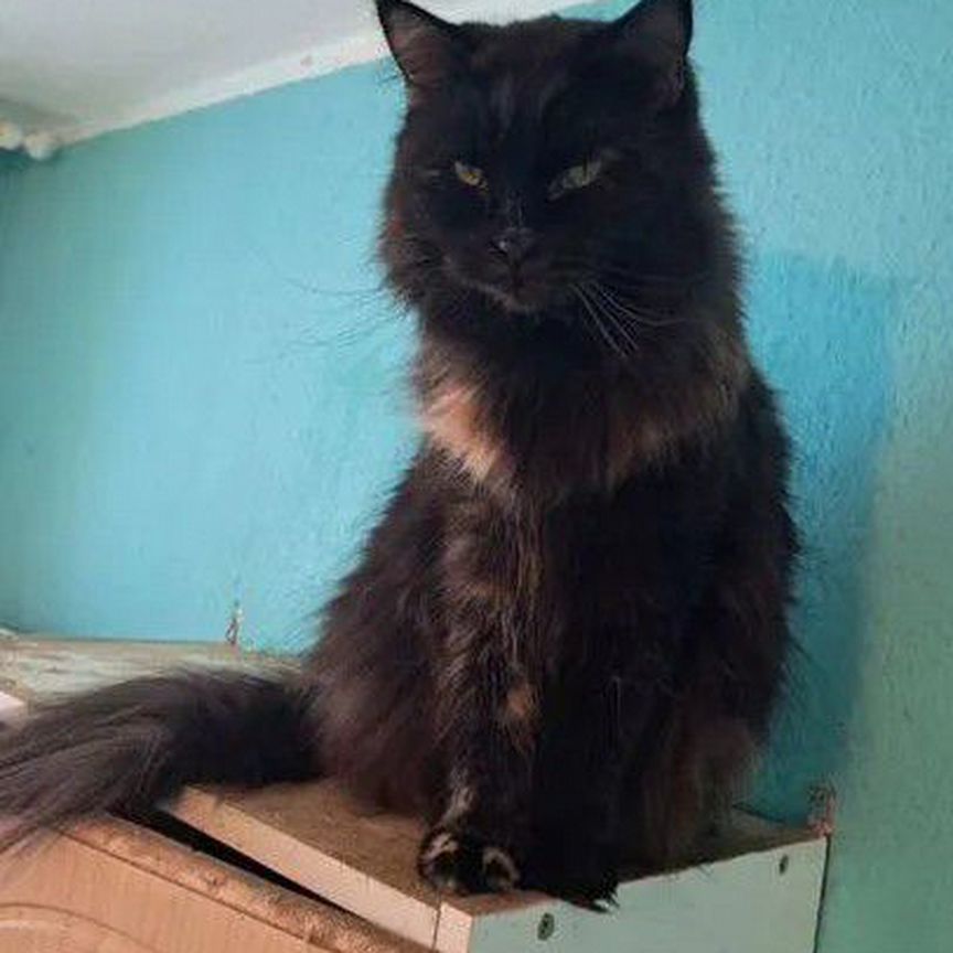 Взрослая, кошка в добрые руки