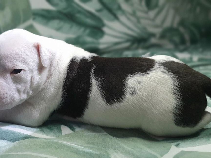 Щенок Амстаффтерьера, мальчик