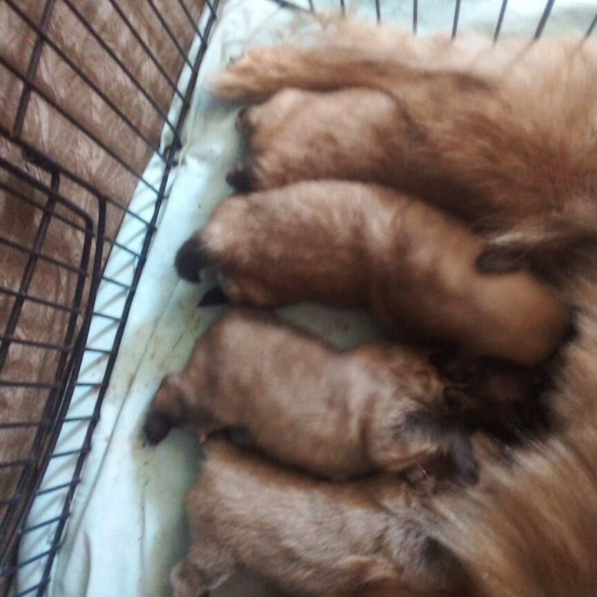 Щенки шпицов