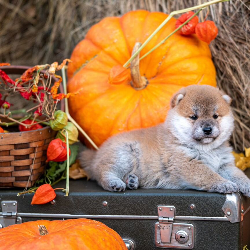 Щенки сиба ину