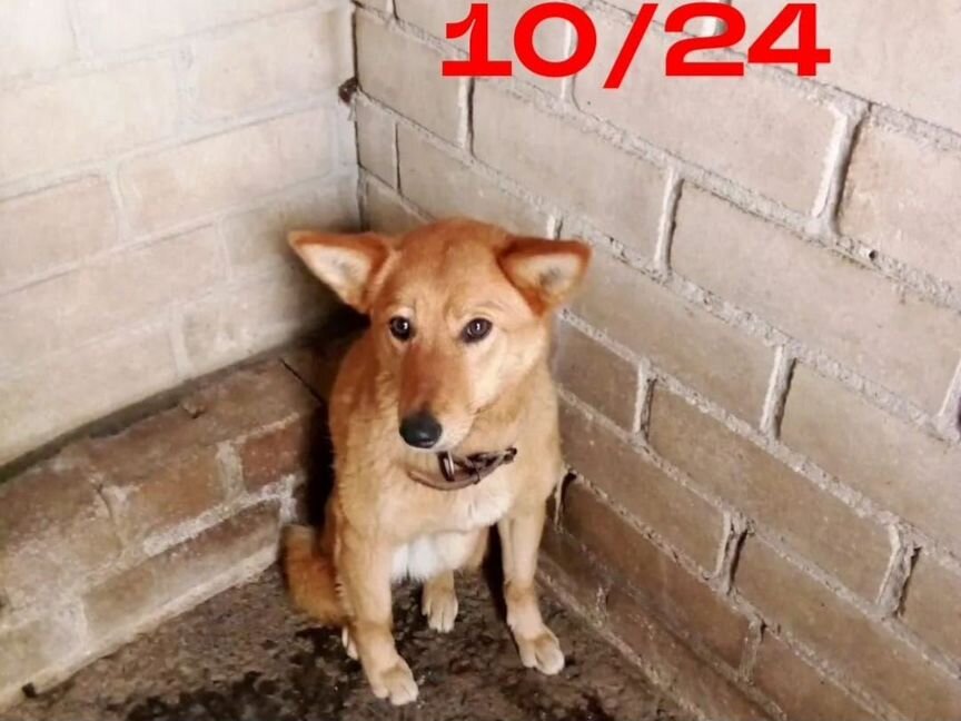 Маленькая собачка ищет дом