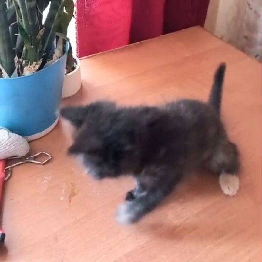 Девочка Лапка 2.5 месяца надёжным людям