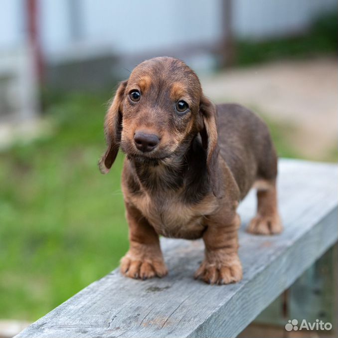 Таксята кроличьи жесткошерстные рыжие