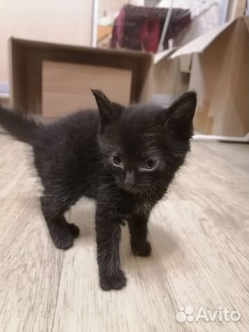 Малышка Ника-Черника в добрые руки