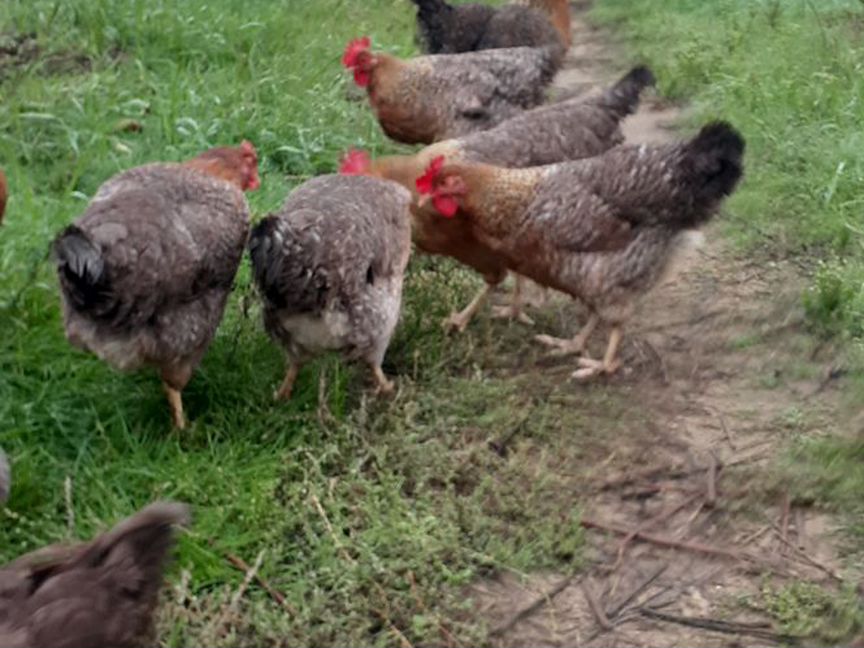 Петухи породы Билефельдер, инкубационное яйцо