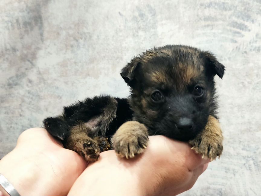 Малышей подбросили в подъезд