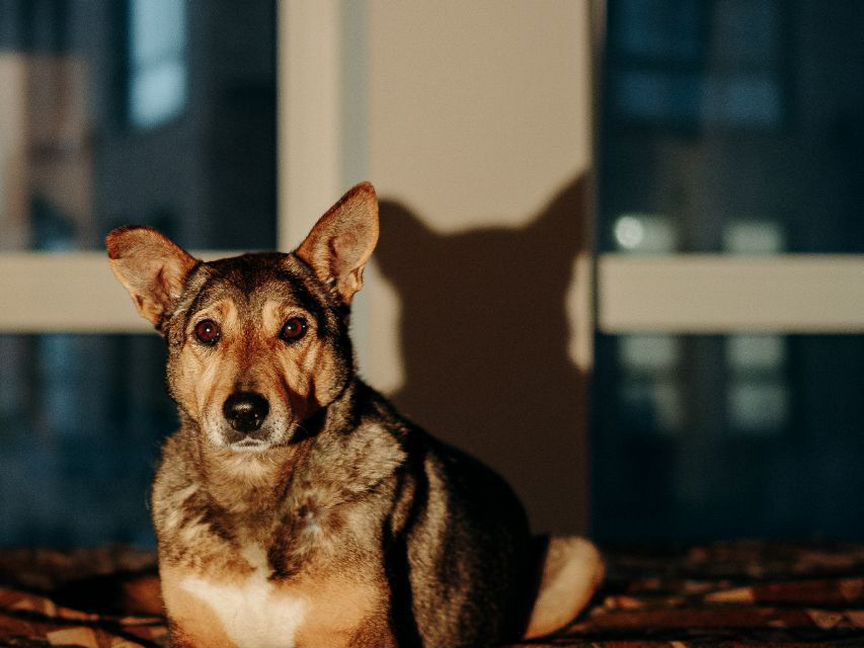 Собака Хани