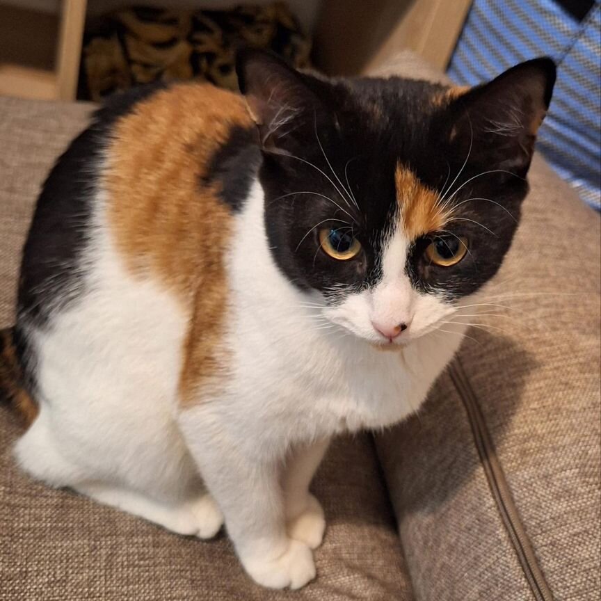 Отдам бесплатно в добрые руки