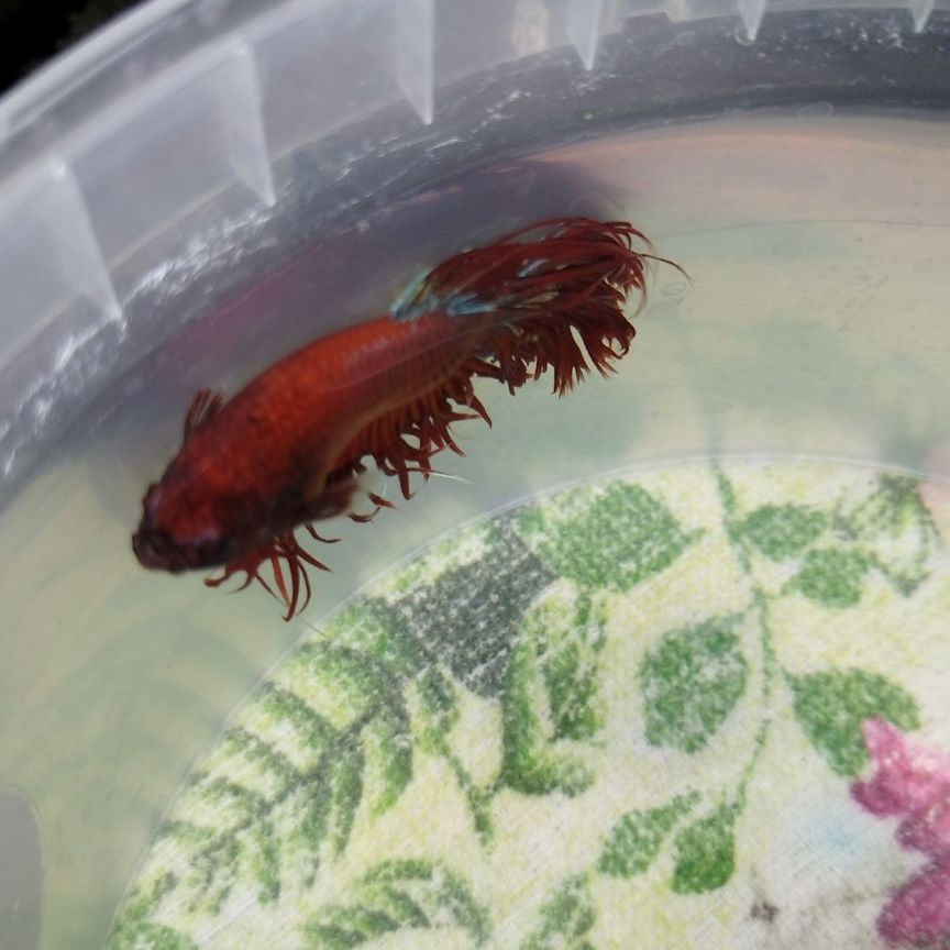 Рыбка петушок