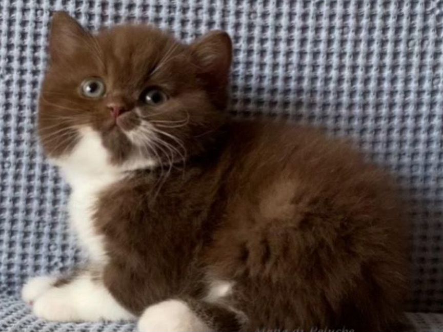 Британский котенок